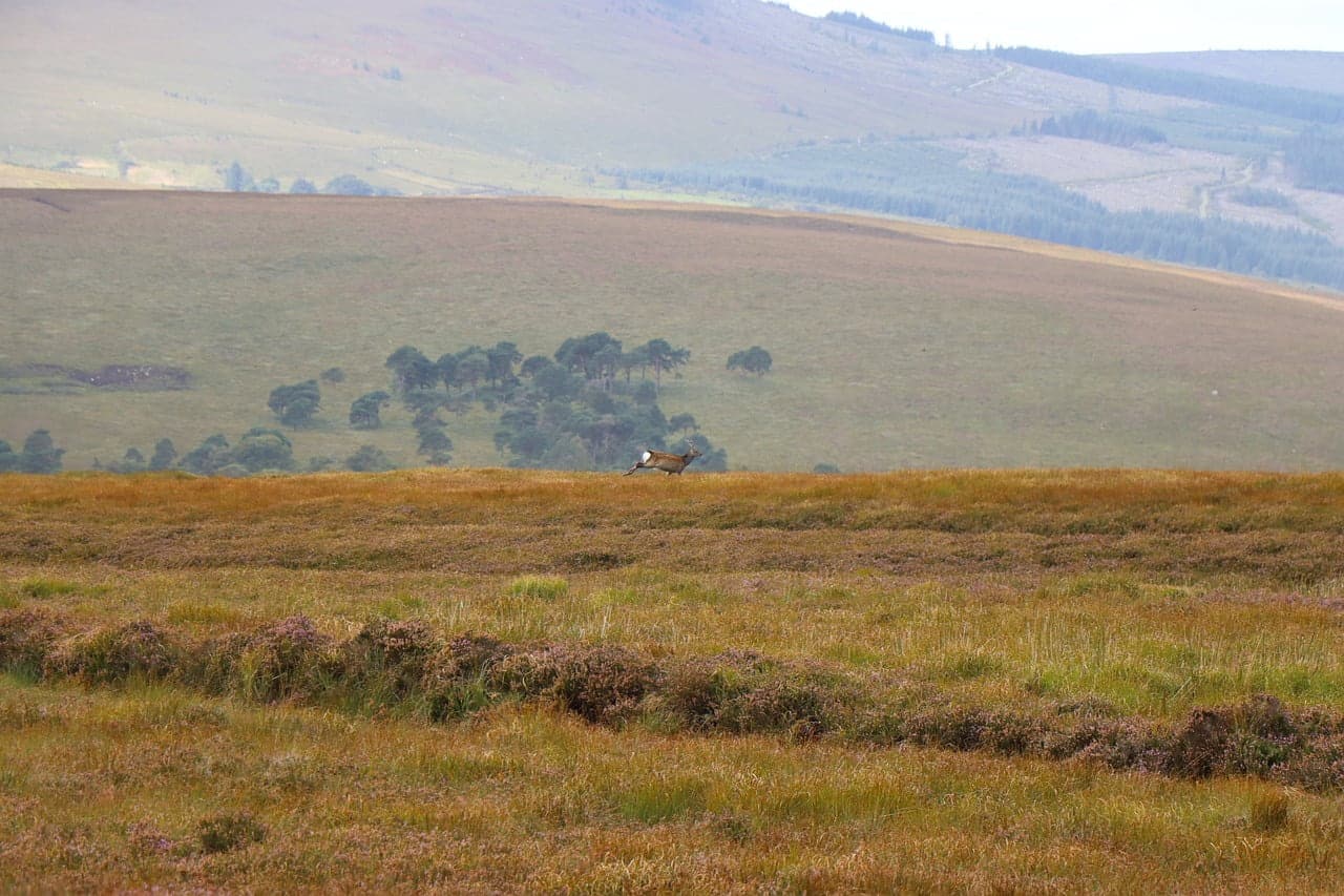 Droom over Heideveld - Wat betekenen mijn dromen over Heideveld