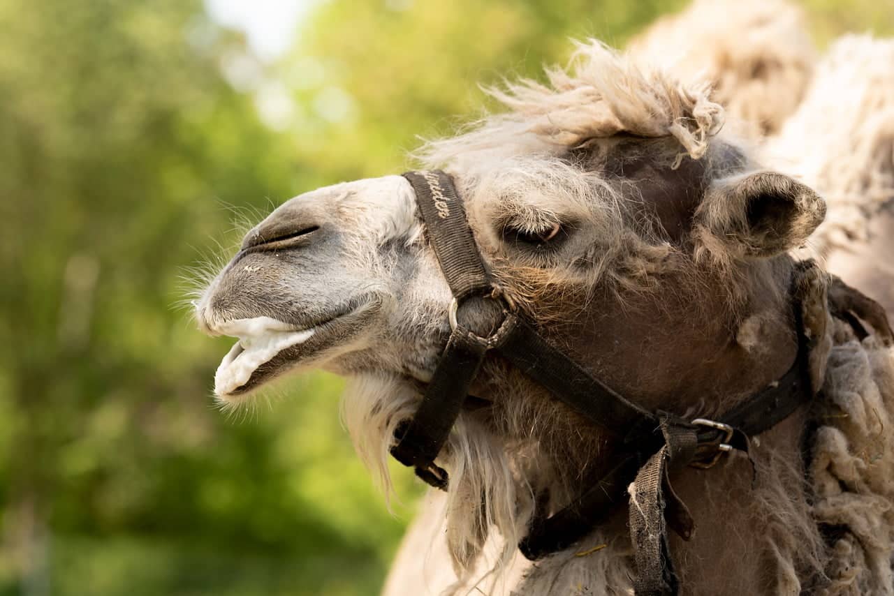 Droom over Speeksel - Wat betekenen mijn dromen over Speeksel