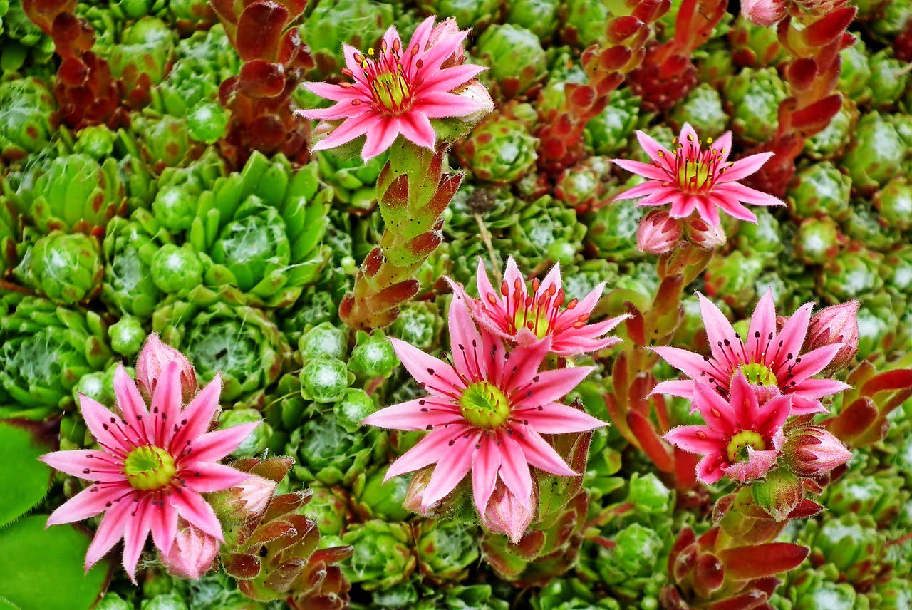 Droom over Voorbeeld - Wat betekenen mijn dromen over Voorbeeld